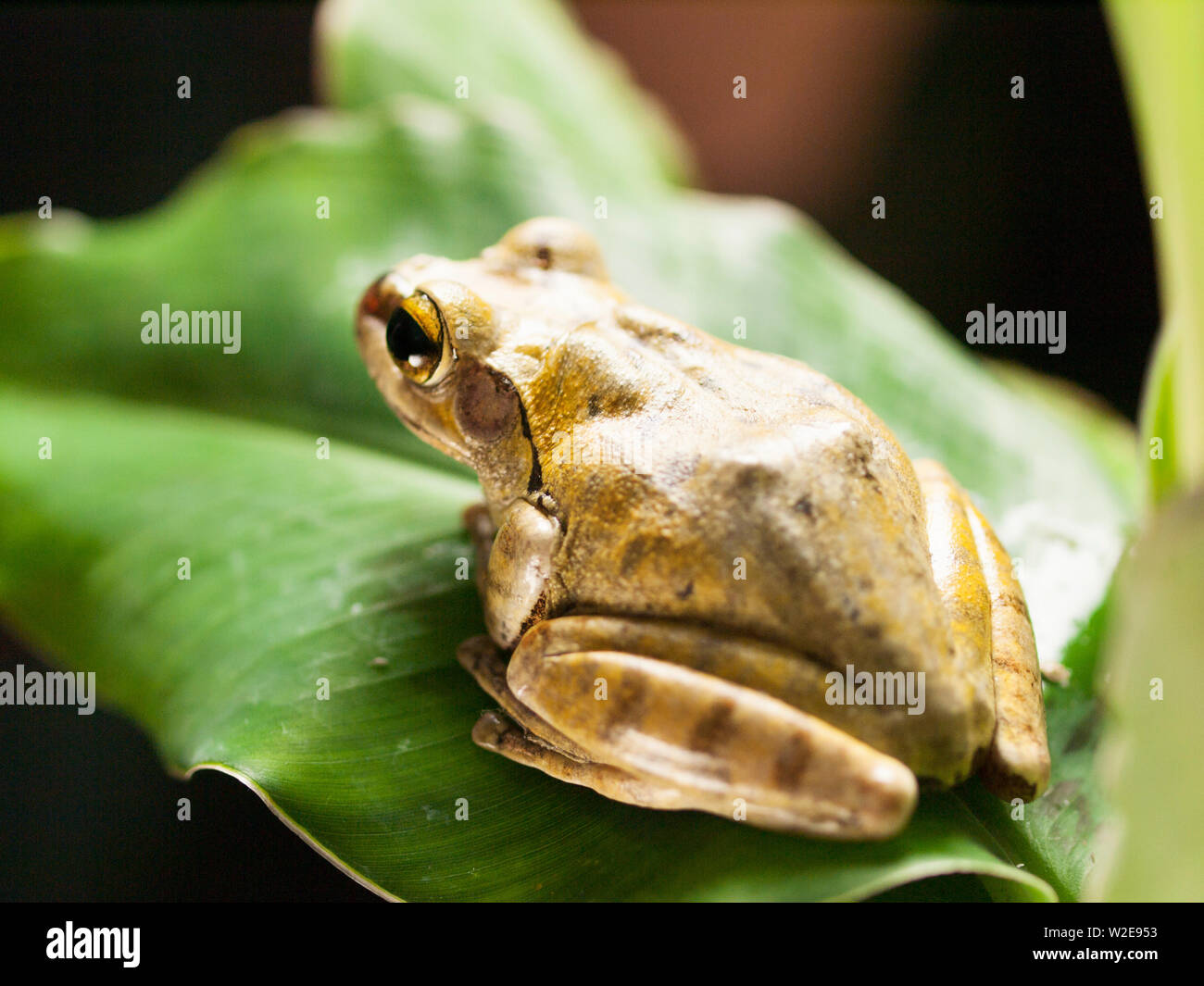 White lipped Tree frog on the leaf - Hyla leucomystax Stock Photo - Alamy