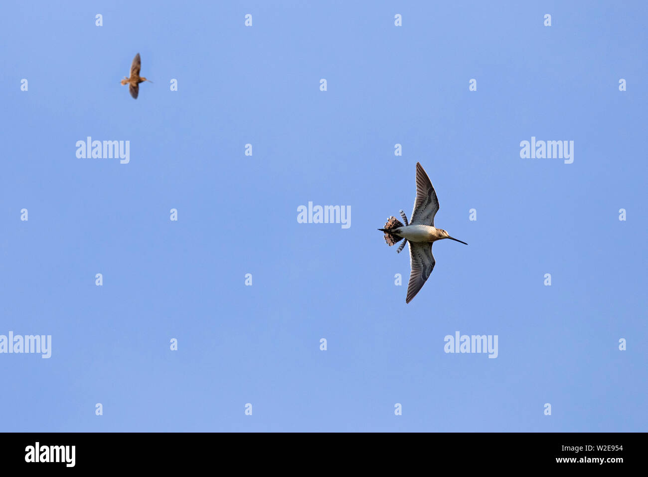 Common snipes (Gallinago gallinago) males in flight, showing winnowing ...