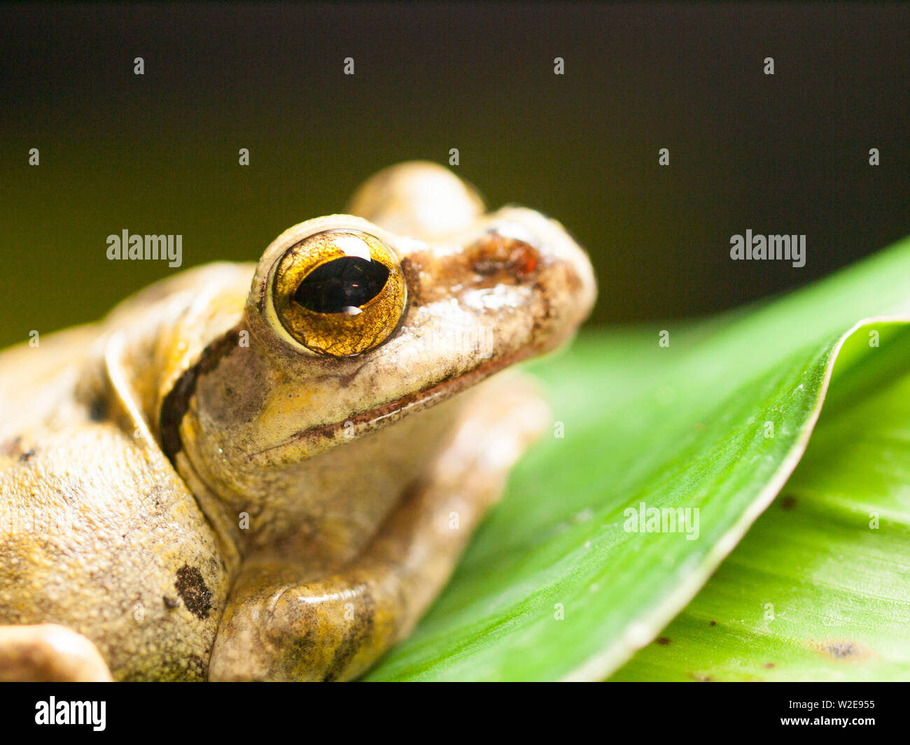 Detail of head of Common tree Frog - Rhacophorus Leucomystax Stock ...