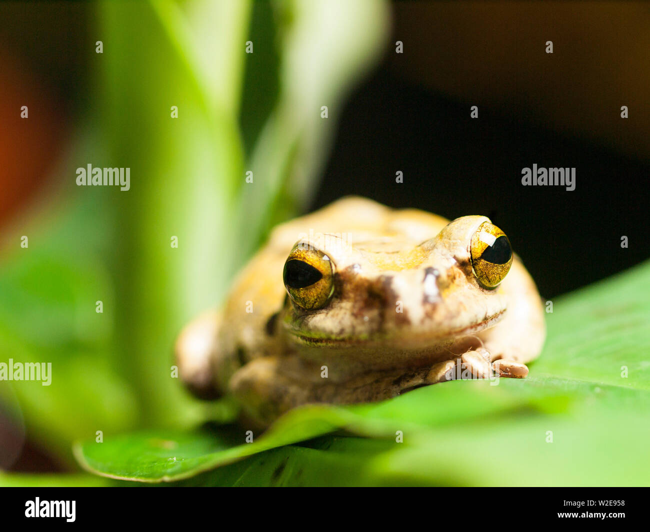 Common southeast asian tree frog hi-res stock photography and images ...