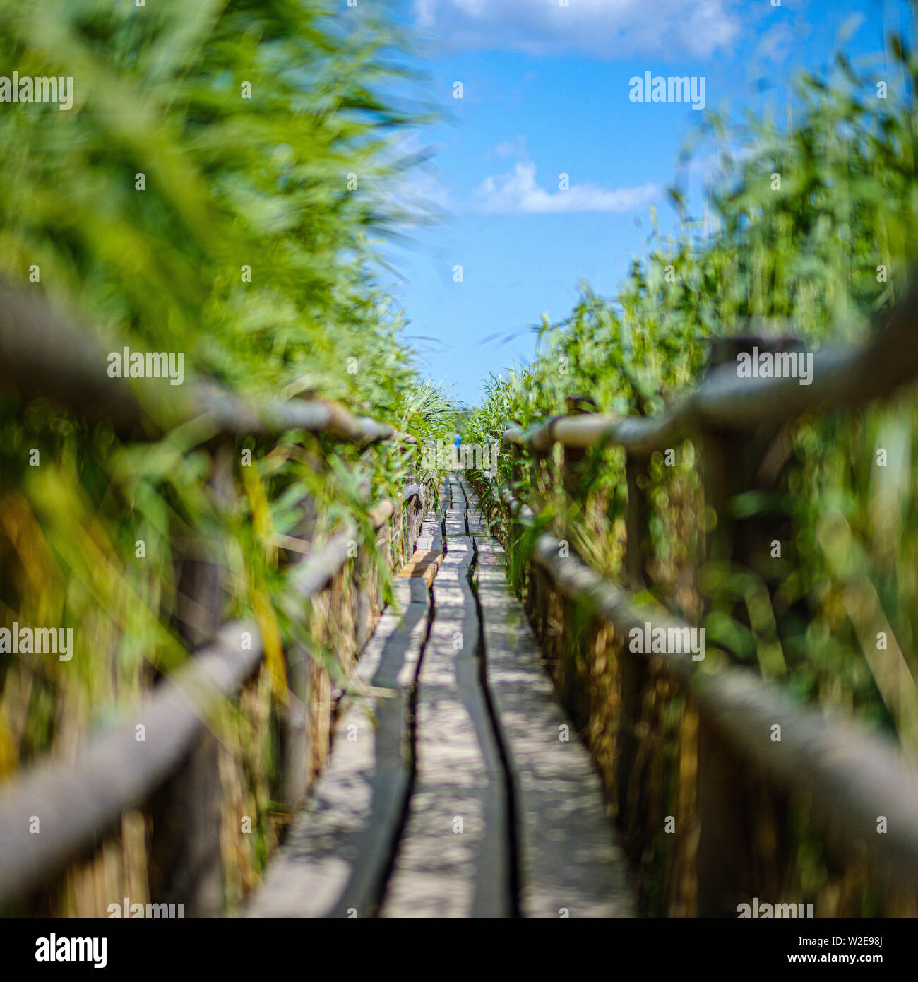 wooden plank footh path boardwalk in green foliage sourroundings in ...
