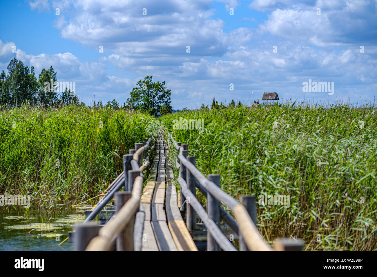 wooden plank footh path boardwalk in green foliage sourroundings in ...