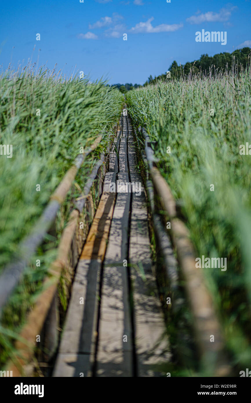 wooden plank footh path boardwalk in green foliage sourroundings in ...