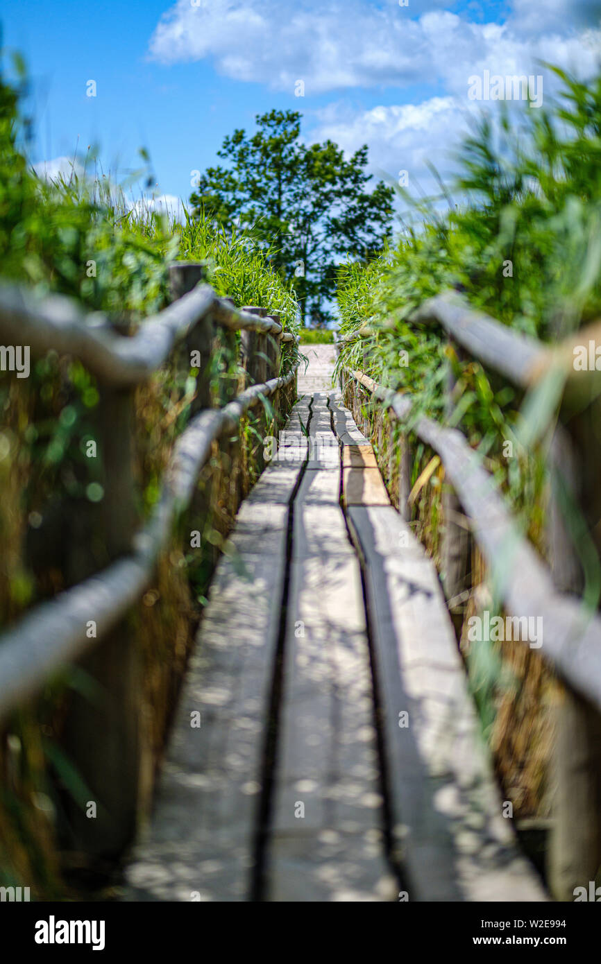 wooden plank footh path boardwalk in green foliage sourroundings in ...