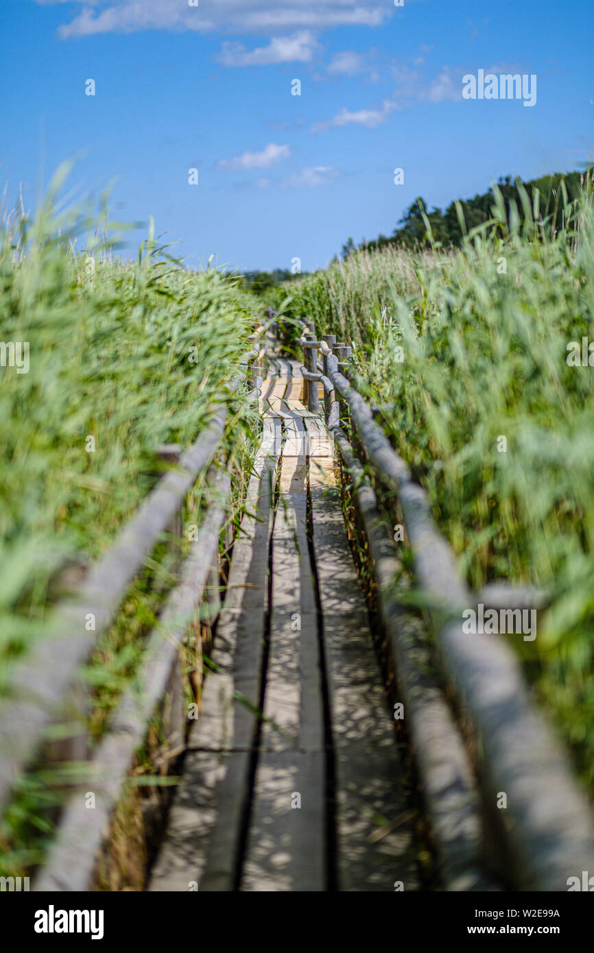 wooden plank footh path boardwalk in green foliage sourroundings in ...