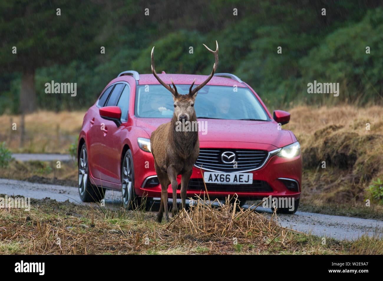 Red deer (Cervus elaphus) stag following road in front of car in the ...