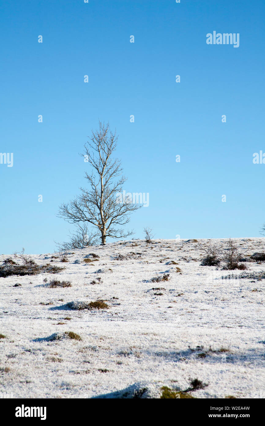 Trees on the frosty snow clad plateau of Scout Scar on a clear bright ...