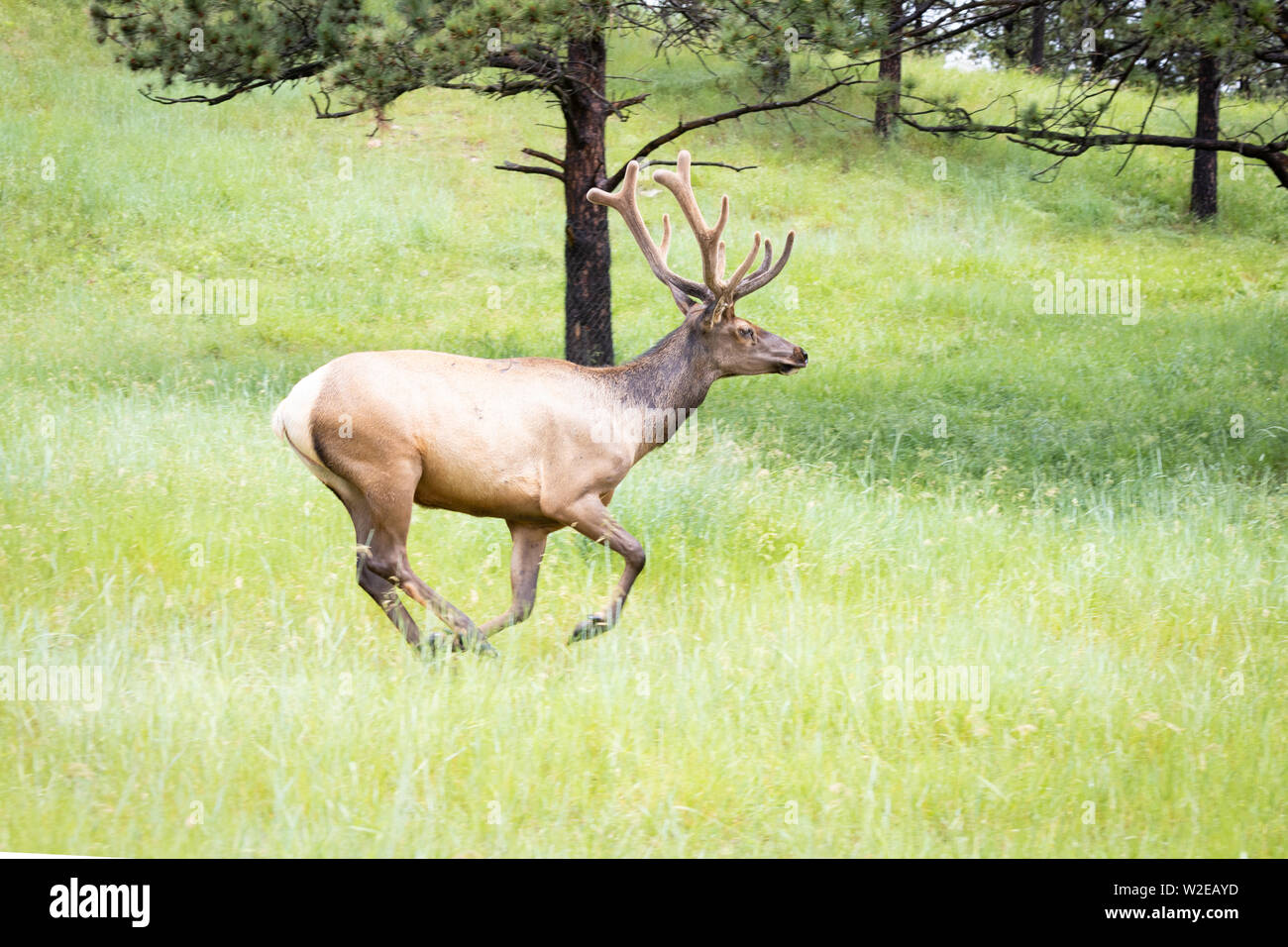 Black hills national forest hi-res stock photography and images - Alamy