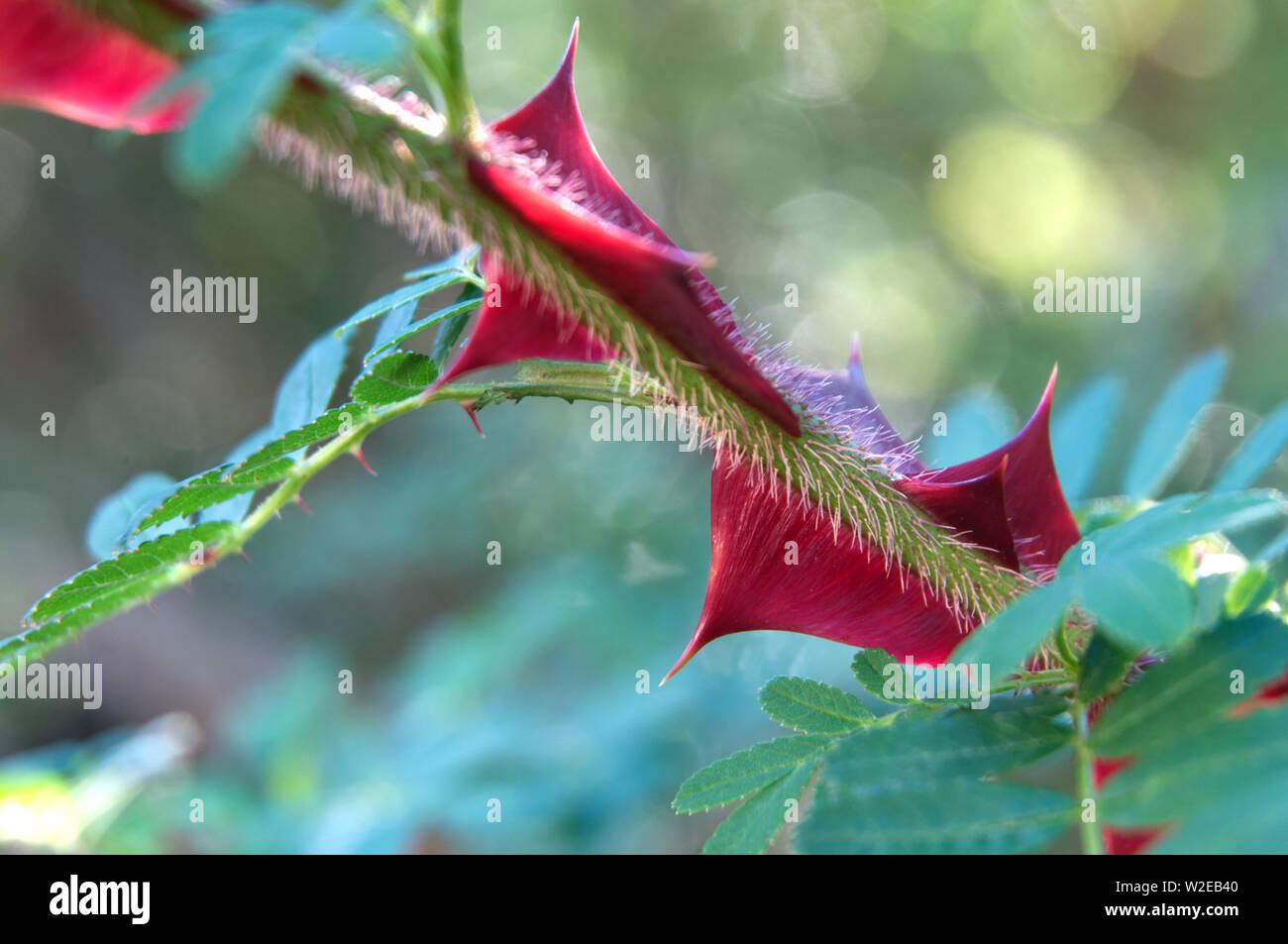 sharp red thorns at hairy stem of a wild rose bush Stock Photo - Alamy