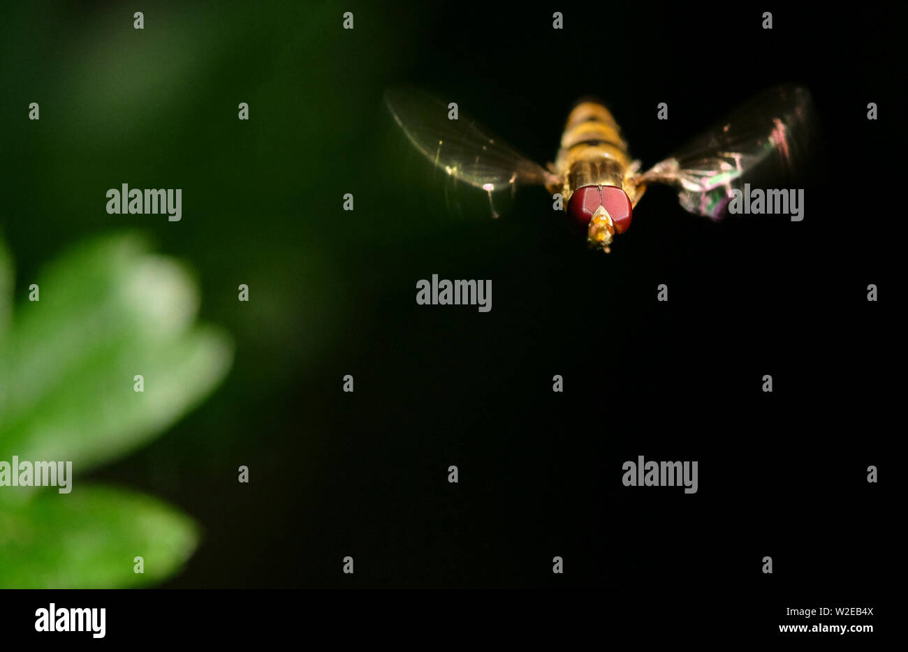 Common hover fly in flight Stock Photo - Alamy