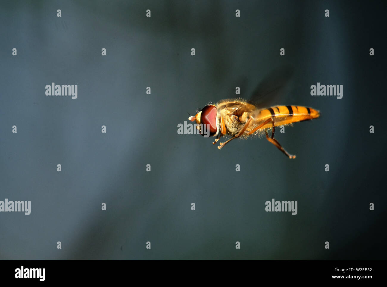 Common hover fly in flight Stock Photo - Alamy