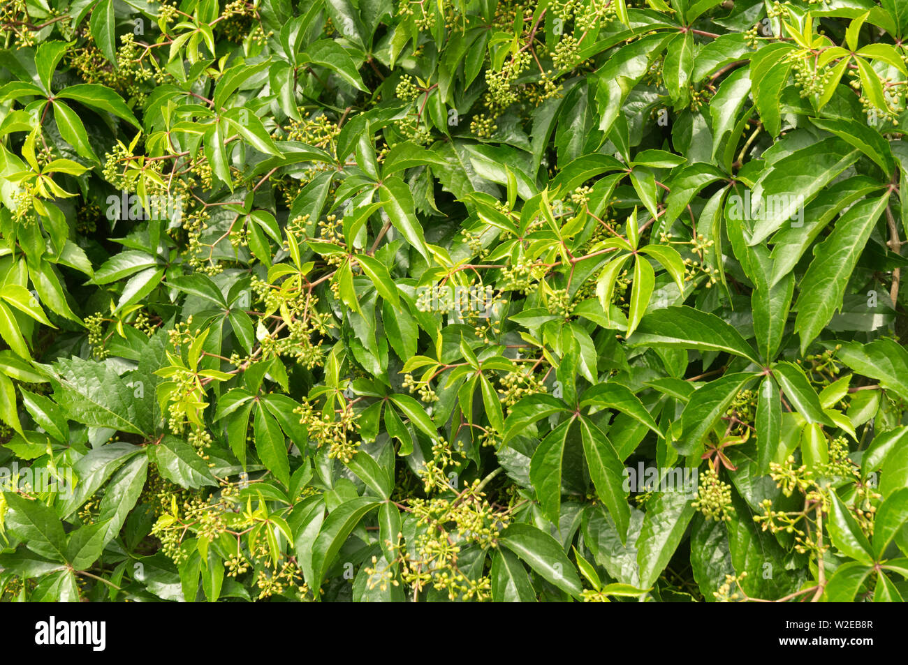 garden wall grown with climbing vine with small green grapes Stock ...