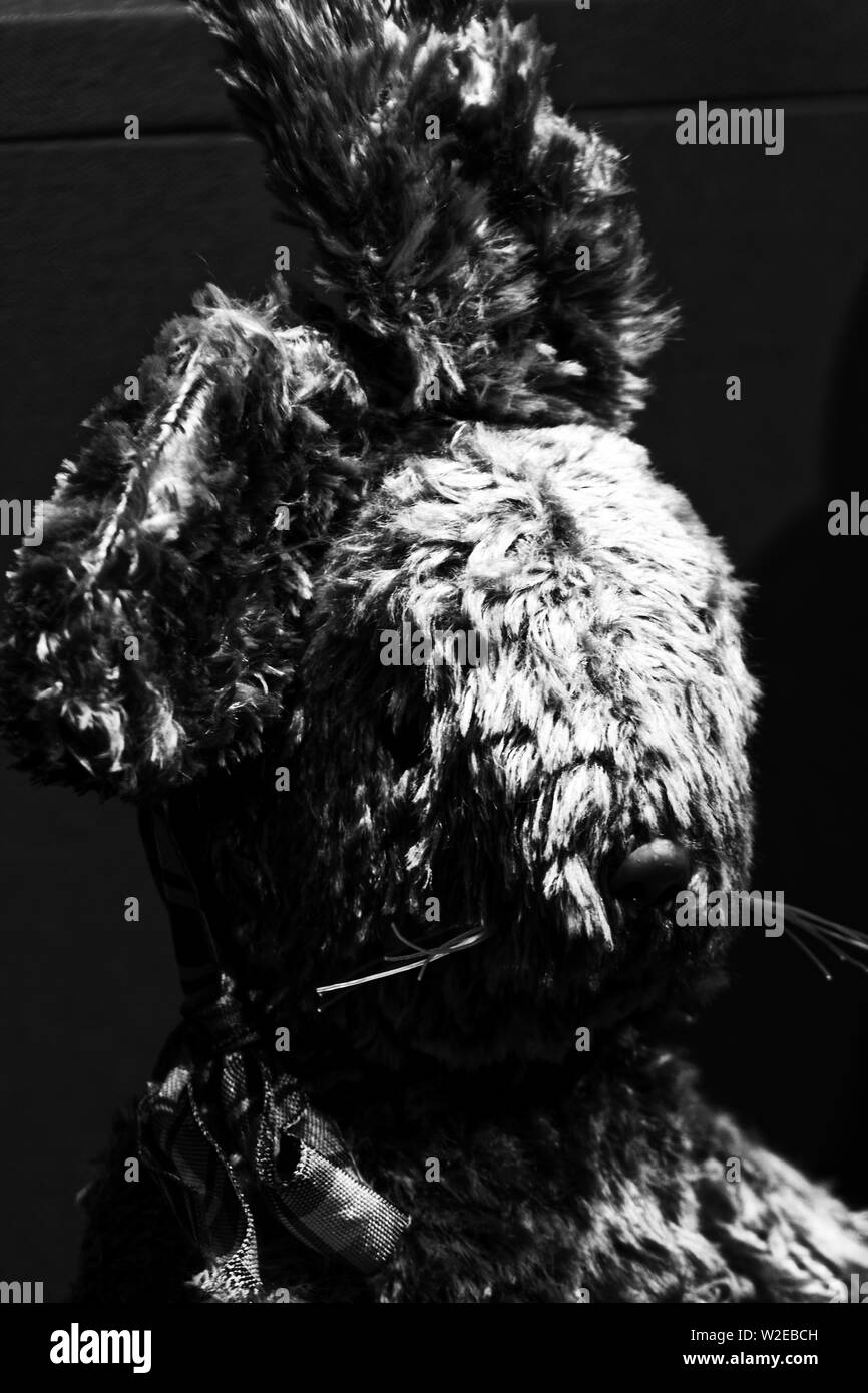 Old hare Black and White Stock Photos & Images - Alamy