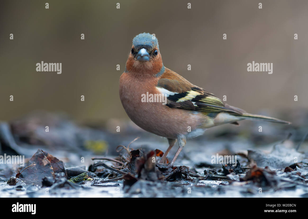 Male plumage chaffinch hi-res stock photography and images - Alamy