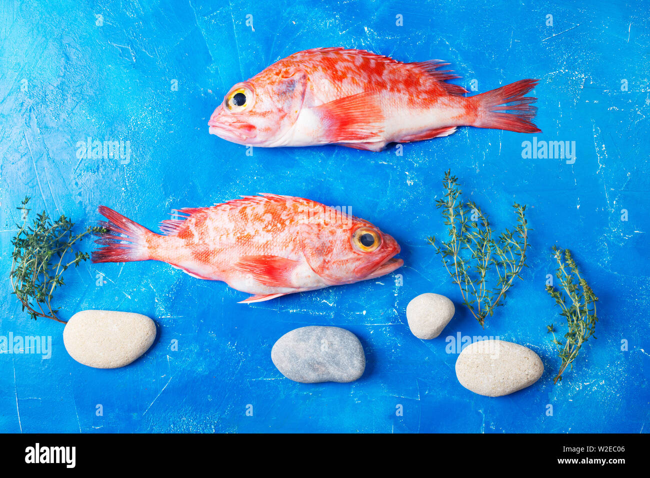 Sebastes or red sea bass on blue background Stock Photo - Alamy