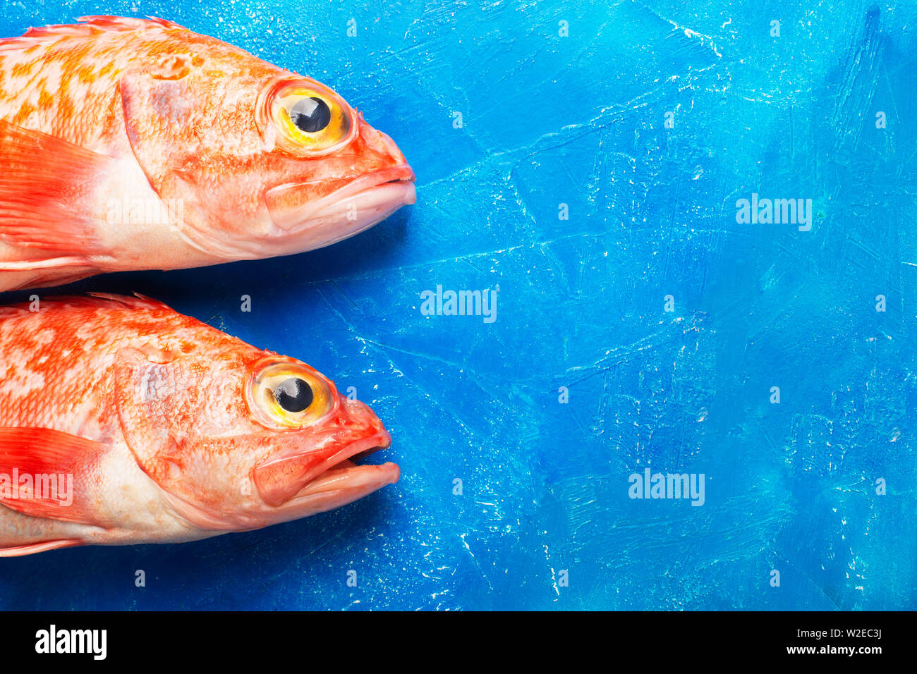 Sebastes or red sea bass on blue background Stock Photo - Alamy