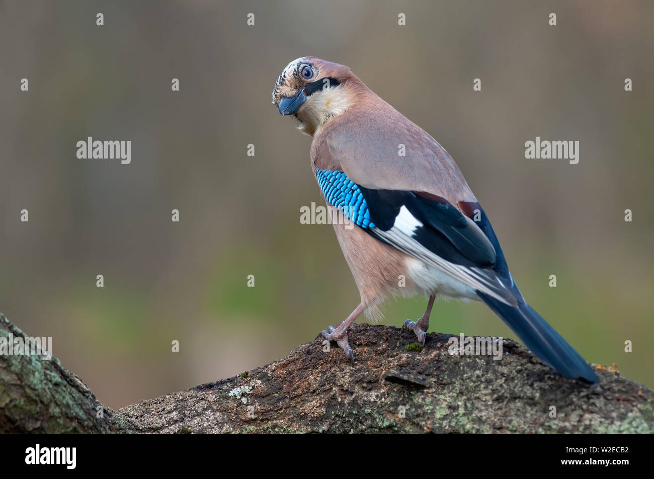 Posing jay bird hi-res stock photography and images - Alamy