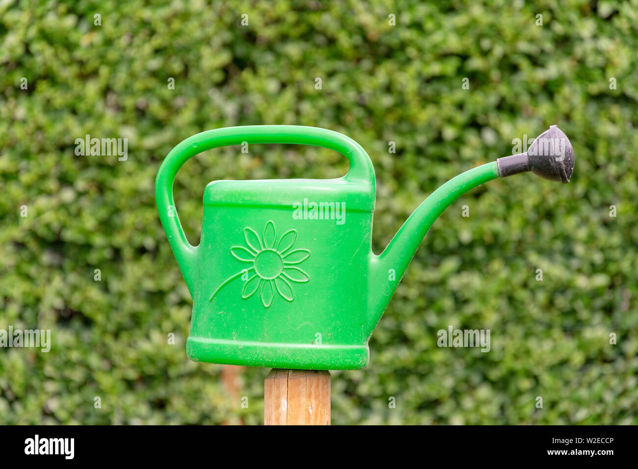 Watering container plants hi-res stock photography and images - Alamy