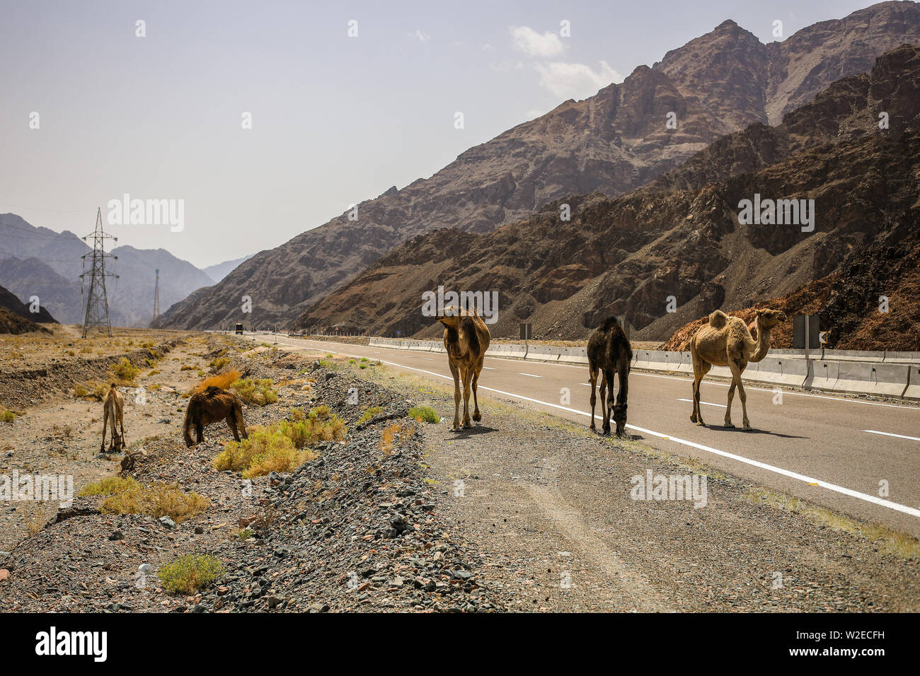 Camel on highway hi-res stock photography and images - Alamy