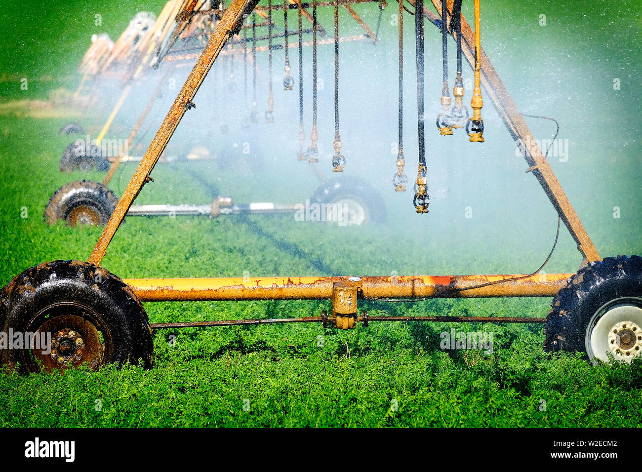 Irrigation sprinklers watering fields for farming crops growing Stock ...