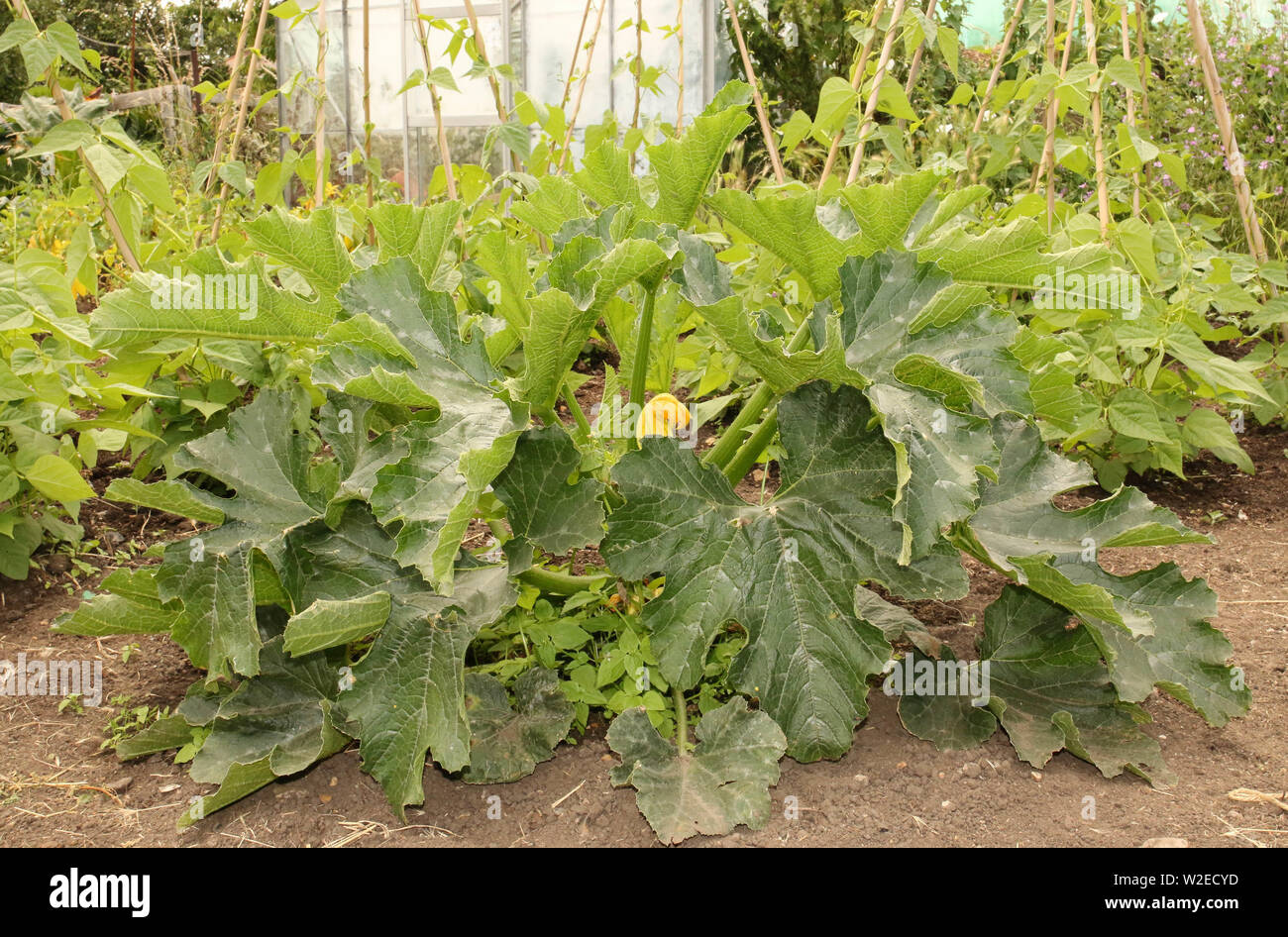 Marrow plant growing in an allotment Stock Photo - Alamy