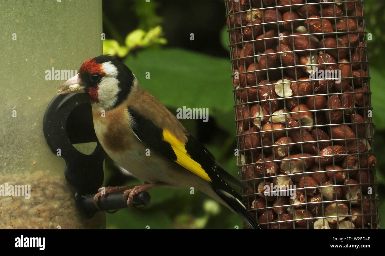 Gold finch feeding in a garden hi-res stock photography and images - Alamy