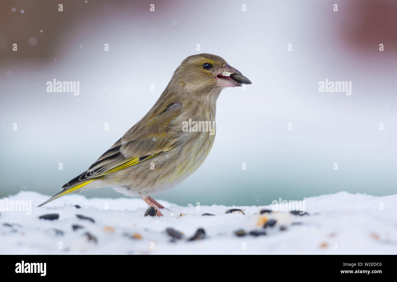 Female European Greenfinch stances with sunflower seed near a feeder in ...