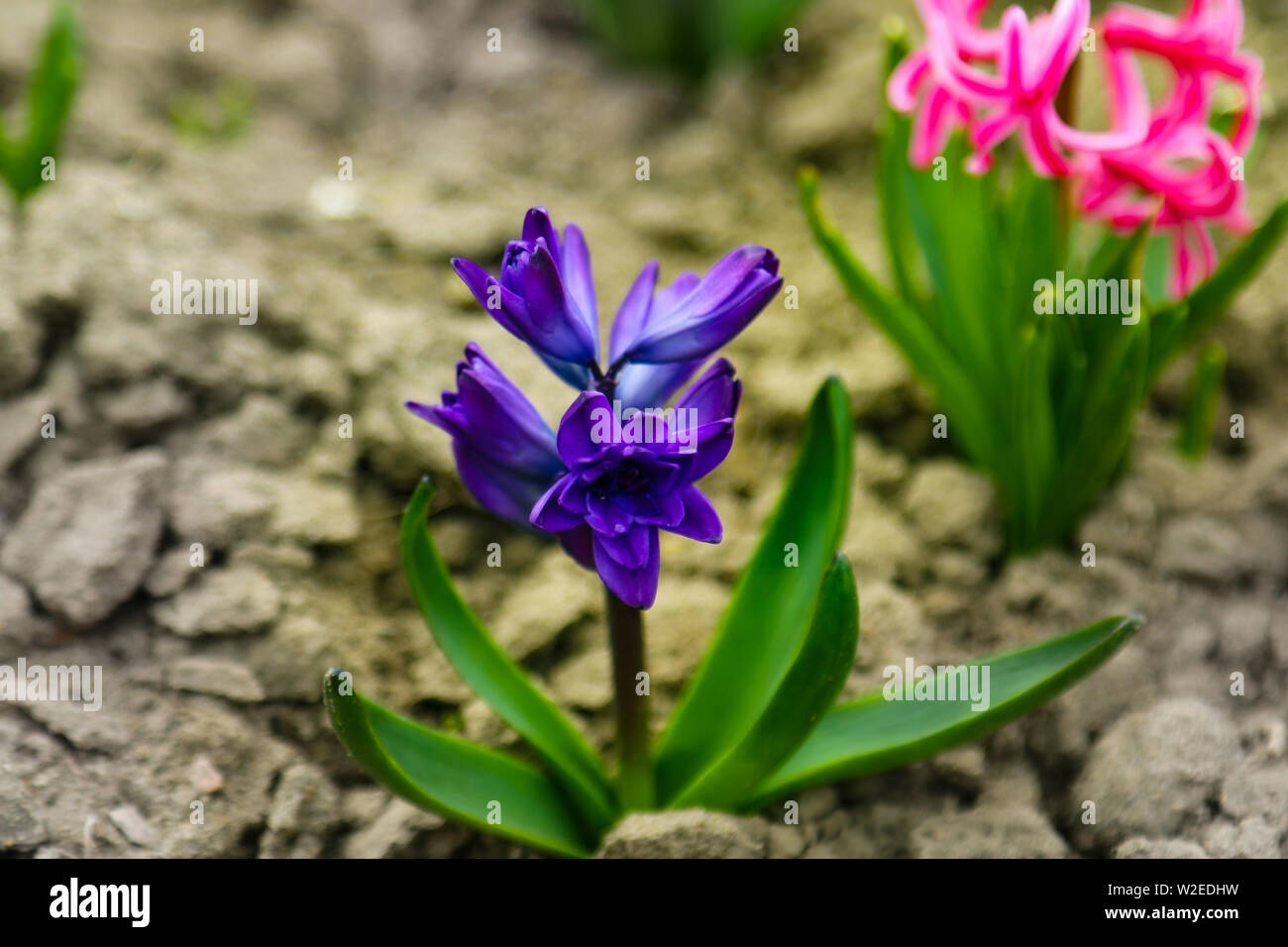 Jacinth flower hi-res stock photography and images - Alamy