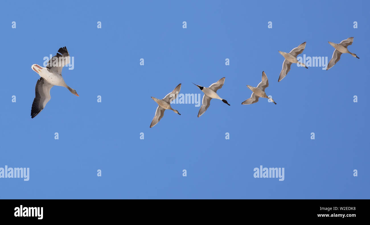 One Greylag goose and a group of Northern Pintails fly in blue sky ...