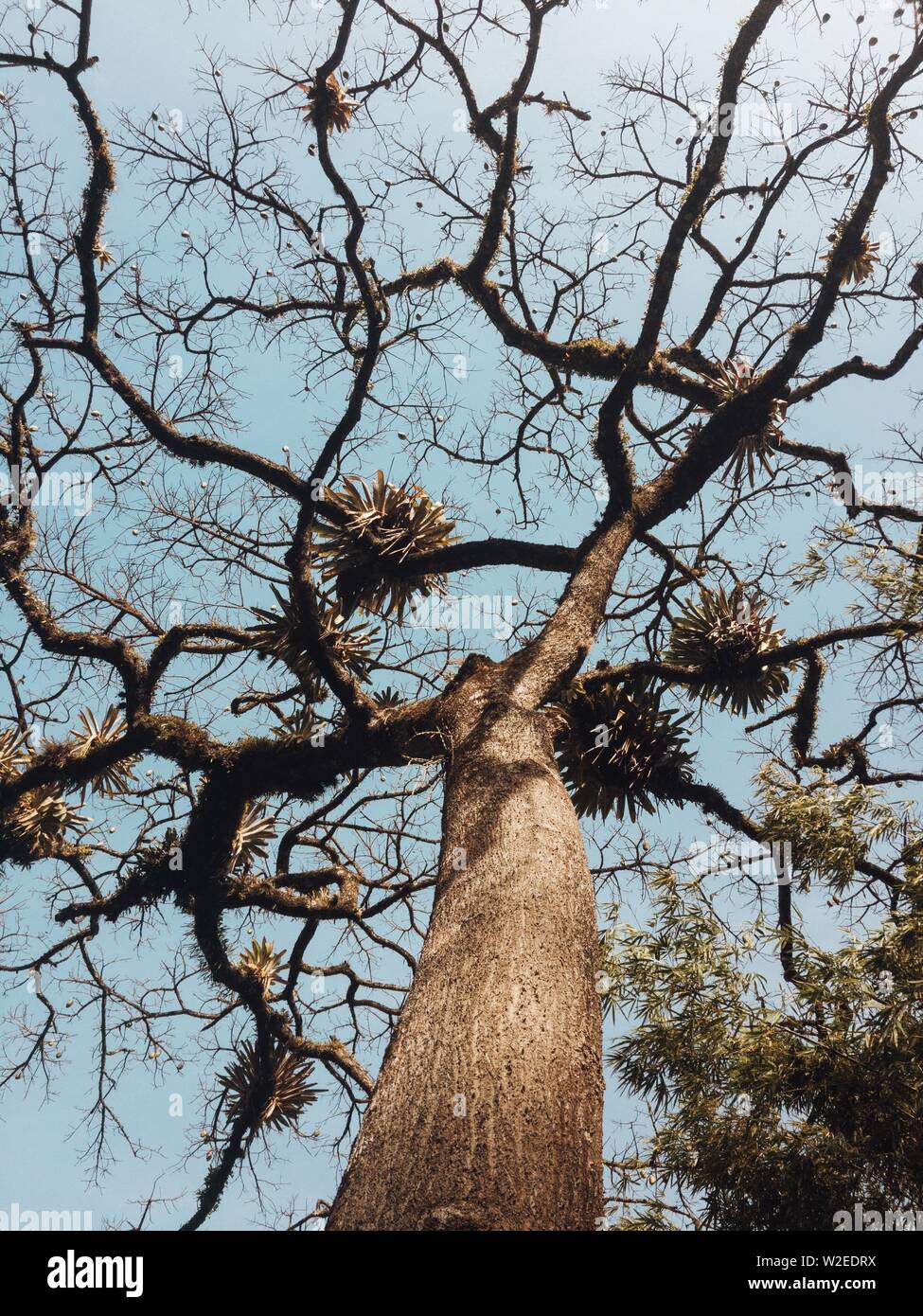 Beautiful low angle shot of a tree with long curvy branches and a clear ...
