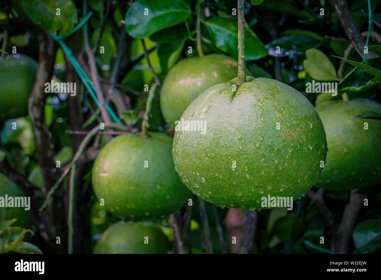Big Size Pomelo fruit with rain drop. Bangladeshi Jambura or Batabinebu ...