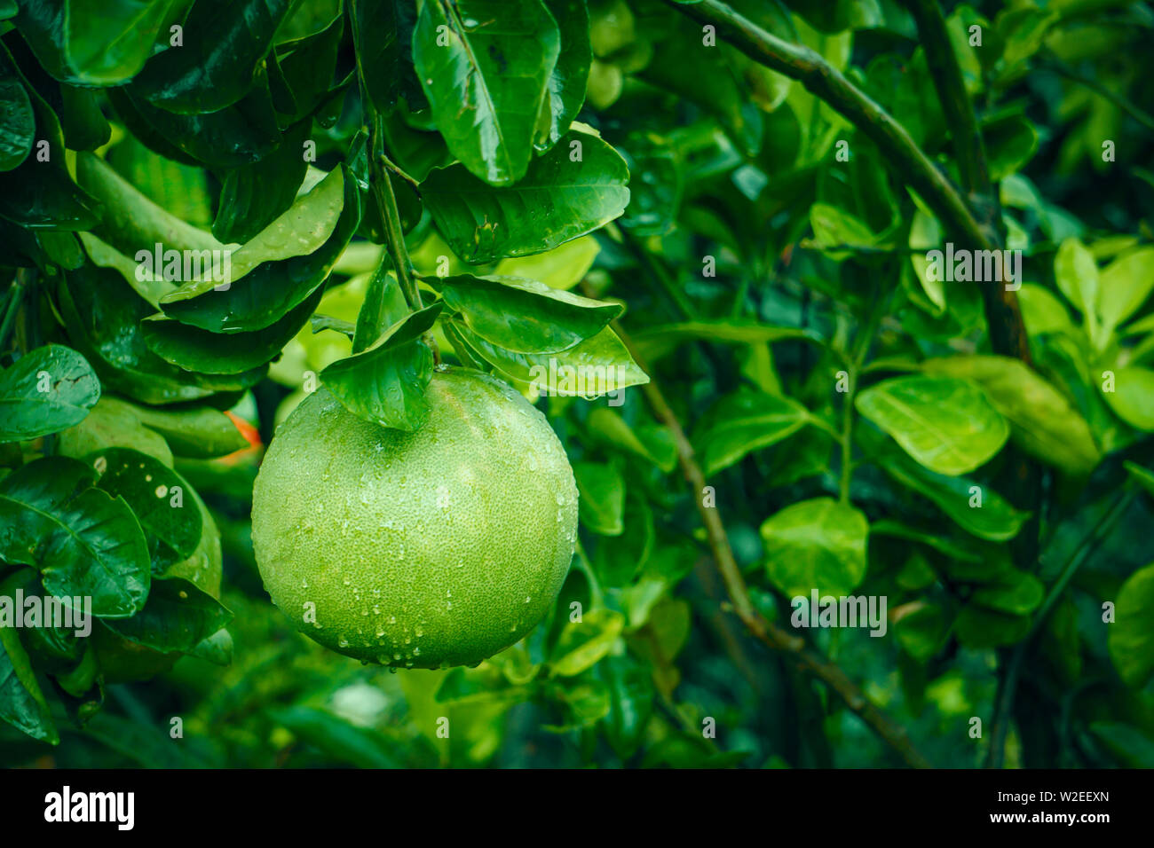 Jambura hi-res stock photography and images - Alamy