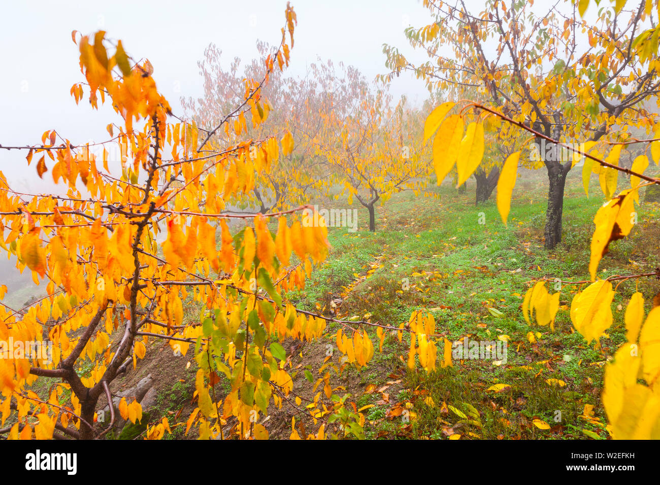 CHERRY TREE - CEREZO (Prunus cerasus), Ambroz valley, Cáceres ...