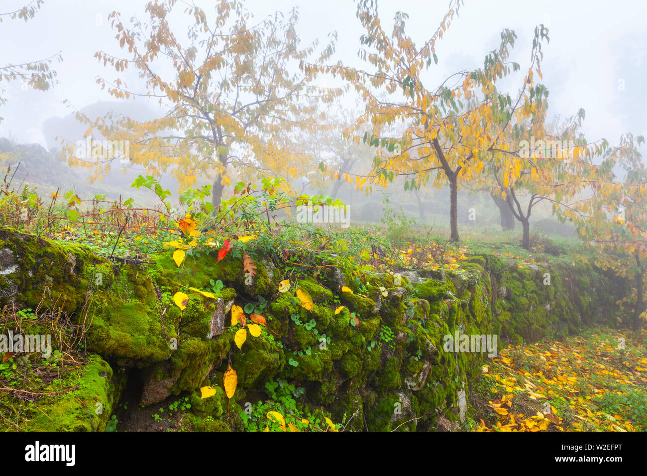 Cerezo cherry tree hi-res stock photography and images - Alamy