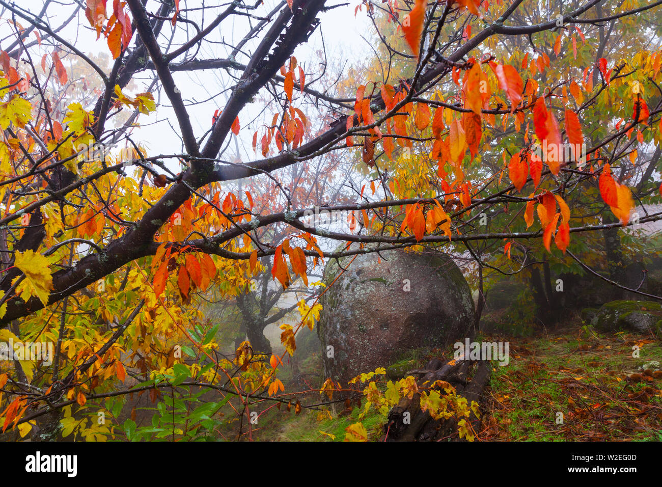 Cerezo cherry tree hi-res stock photography and images - Alamy