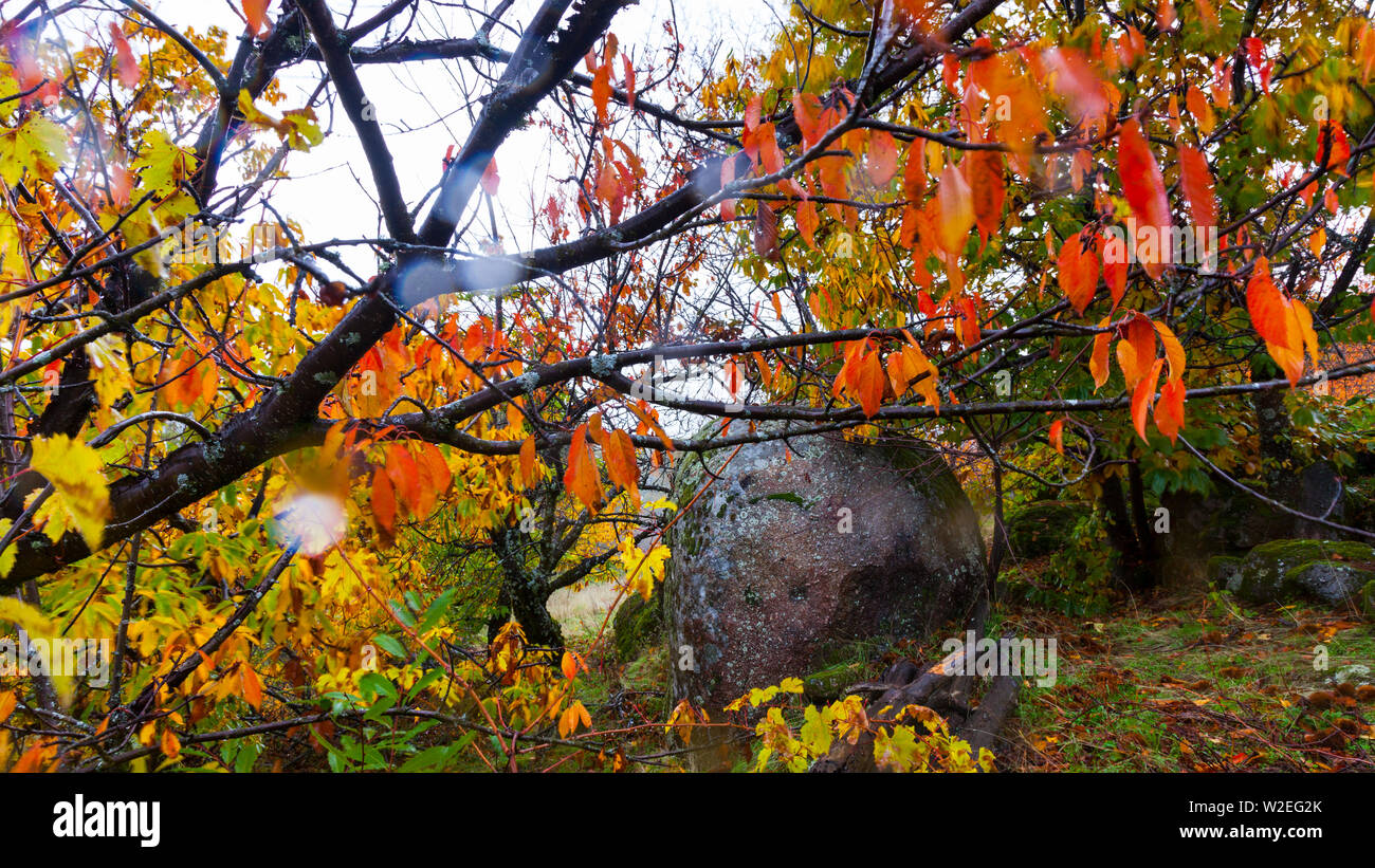 Cerezo cherry tree hi-res stock photography and images - Alamy