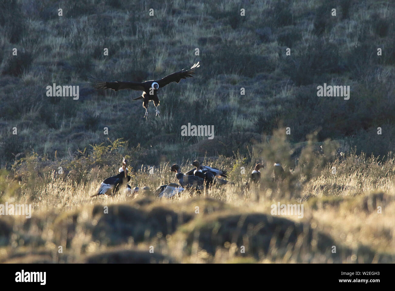 Andean Condors (Vultur gryphus) swooping onto a dead guanaco to ...