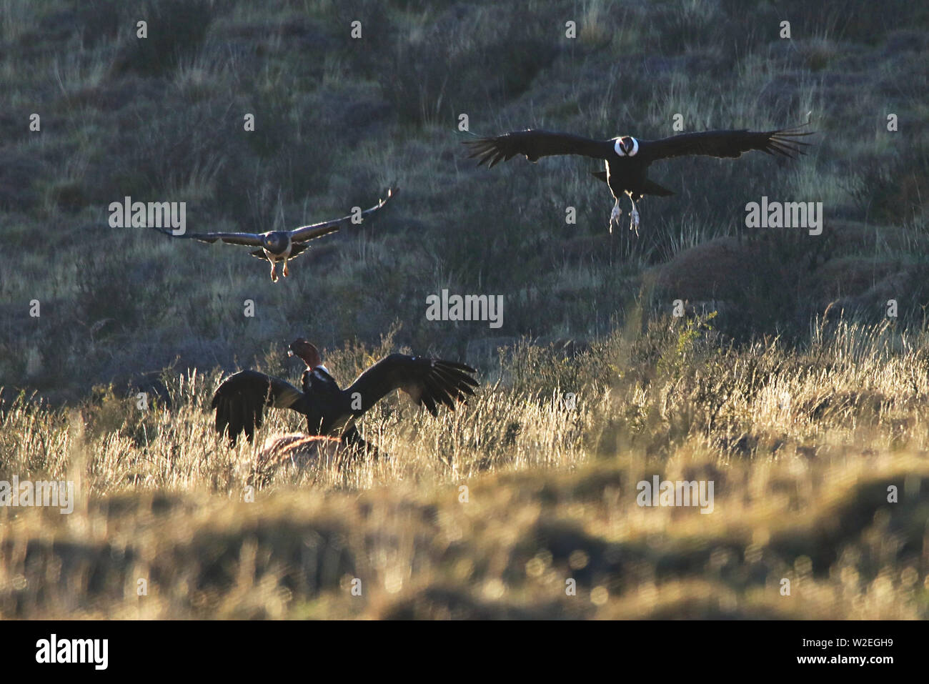 Andean Condors (Vultur gryphus) swooping onto a dead guanaco to ...
