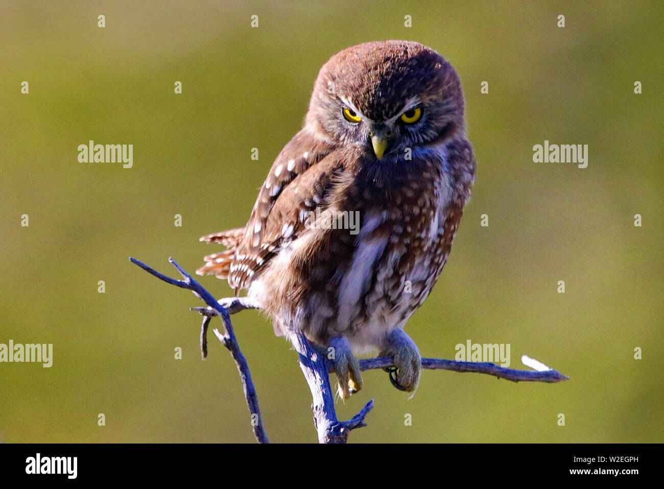 Austral Pygmy Owl (Glaucidium nana) resting on a branch in the Torres ...