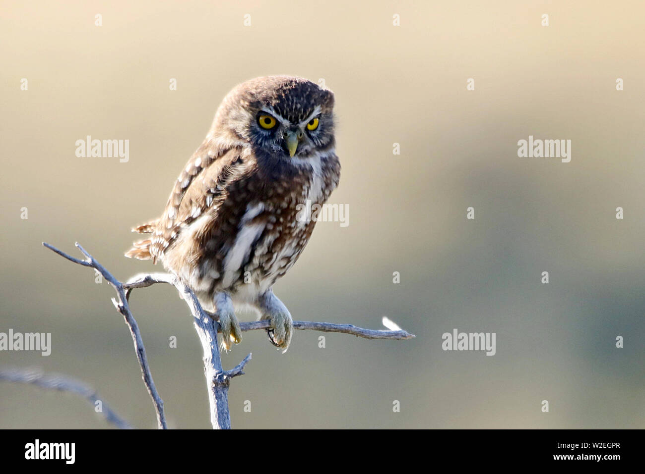 Austral Pygmy Owl (Glaucidium nana) resting on a branch in the Torres ...