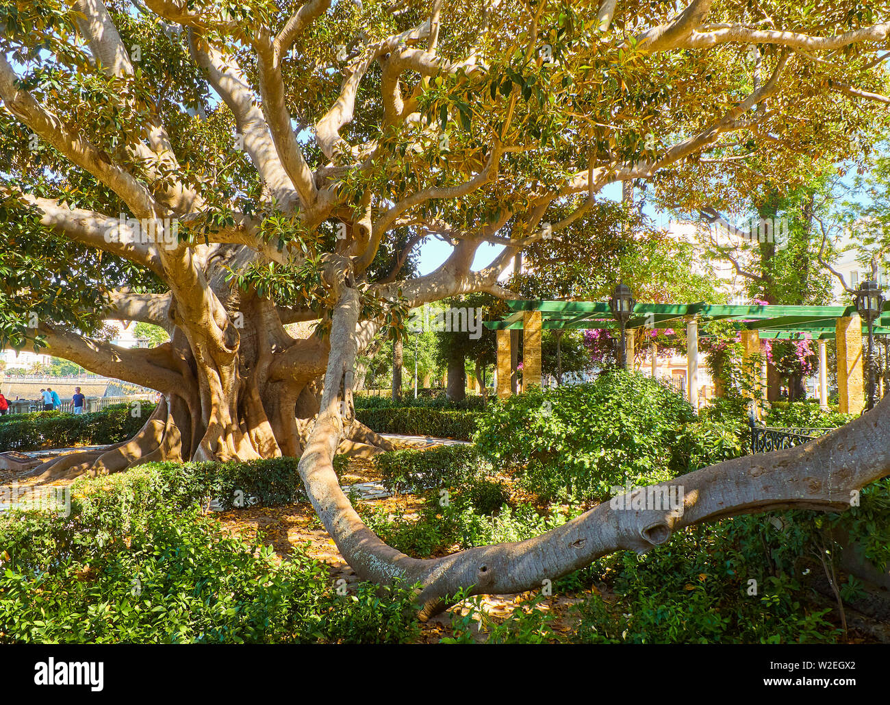 Ombu tree hi-res stock photography and images - Alamy