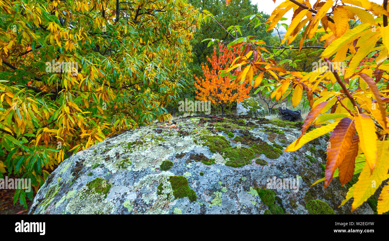 Ambroz valley, Cáceres, Extremadura, Spain, Europe Stock Photo - Alamy