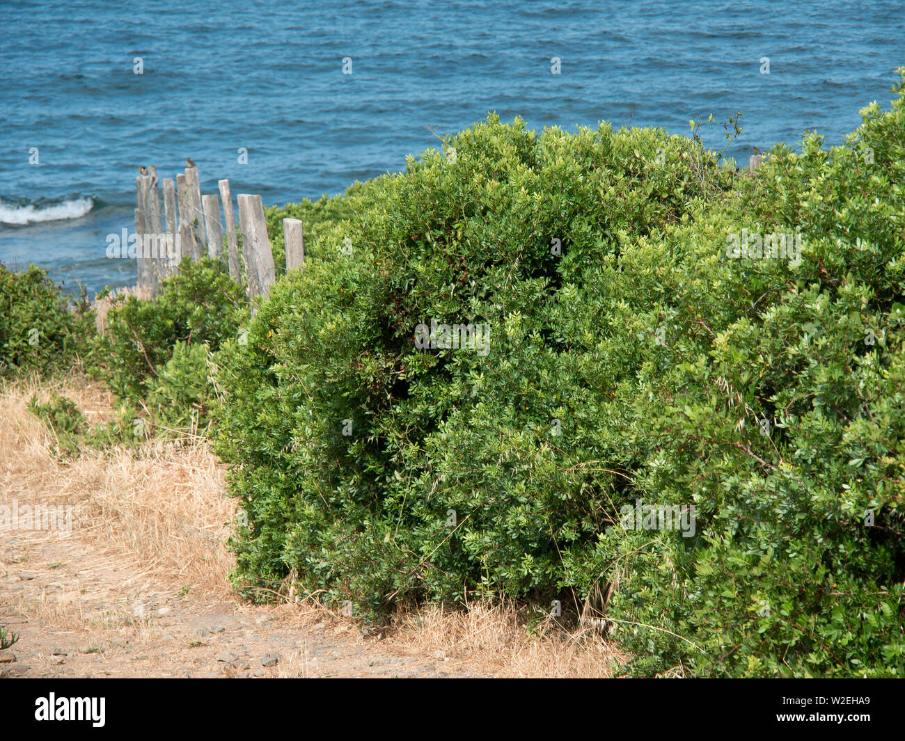 corsica Island in the mediterranean sea Stock Photo - Alamy