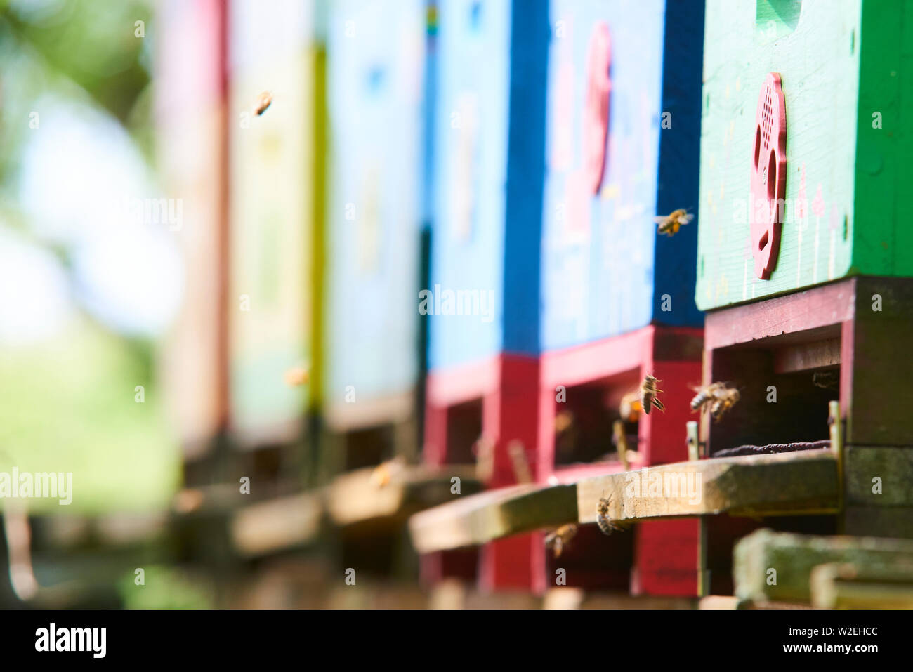 Close up of flying honey bees. Wooden beehive and bees. Selective focus ...