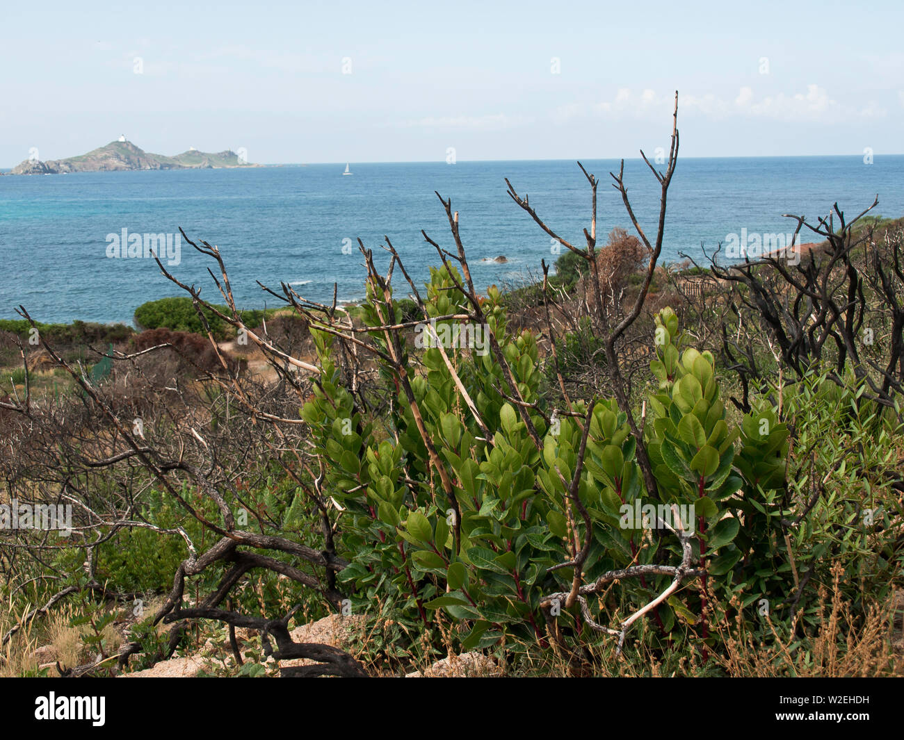 corsica Island in the mediterranean sea Stock Photo - Alamy