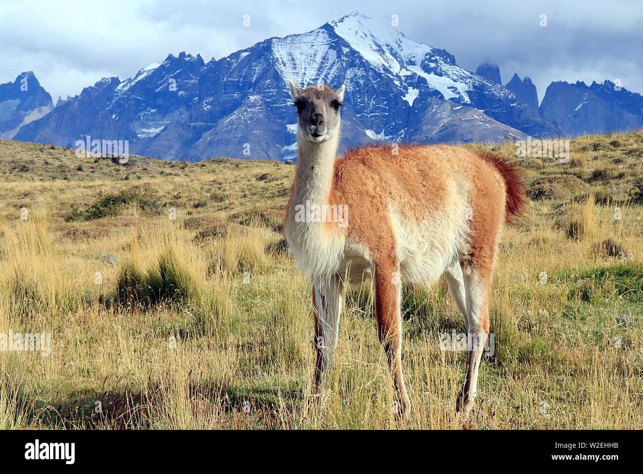 Wild Guanaco (Lama guanicoe) in the high mountains of the Torres del ...
