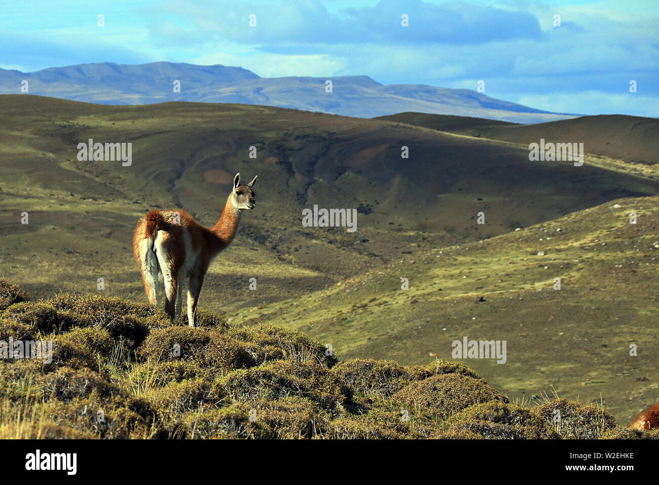 Wild Guanaco (Lama guanicoe) in the desolate grasslands of the Torres ...