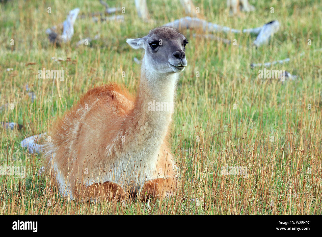 Wild Guanaco (Lama guanicoe) in the desolate grasslands of the Torres ...