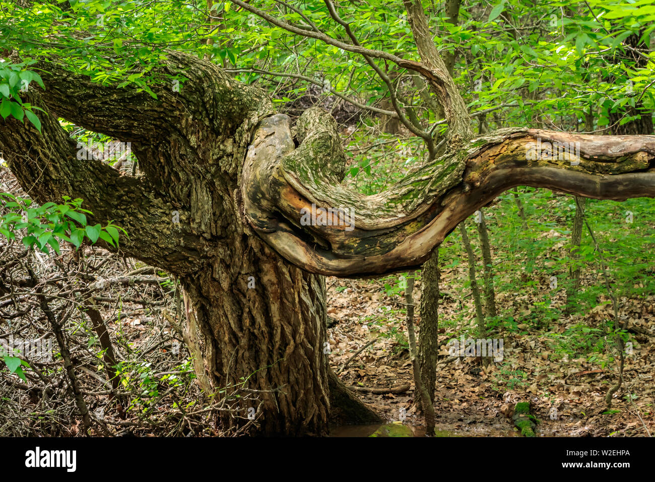 Deep in the forest at Mitch Park in Edmond, OK, USA Stock Photo - Alamy