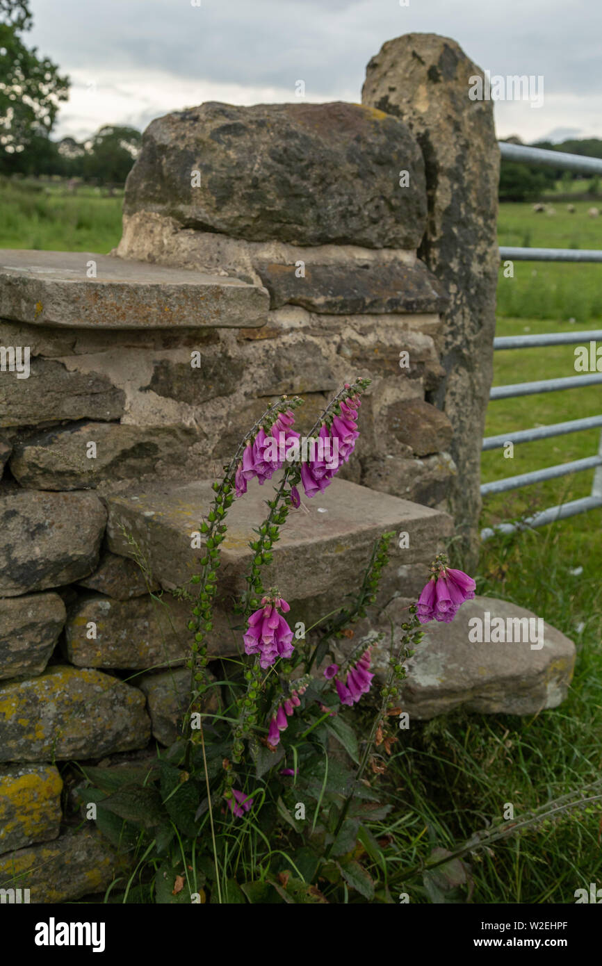 Dry stone wall with cement hi-res stock photography and images - Alamy